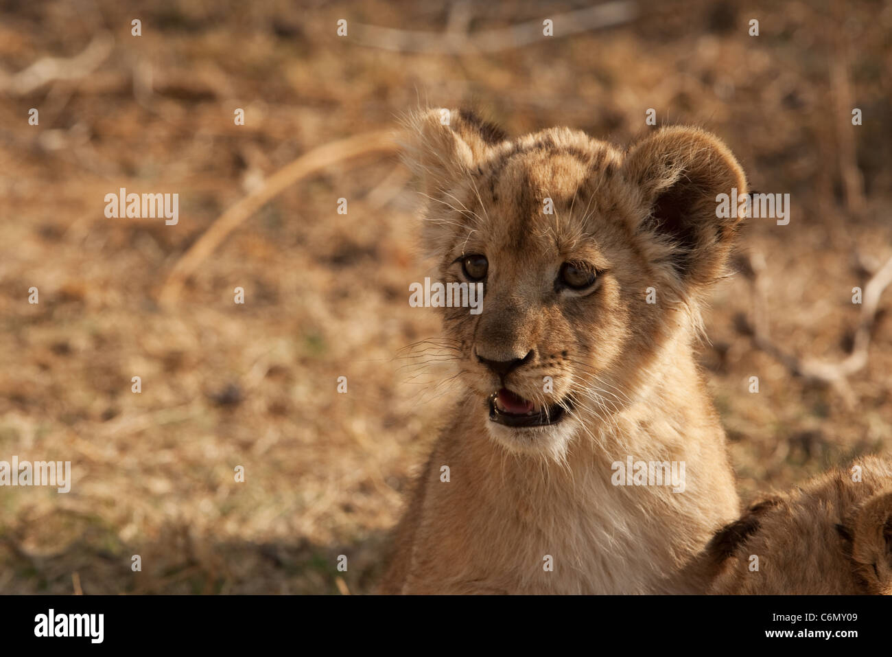Lion cub portrait hi-res stock photography and images - Alamy