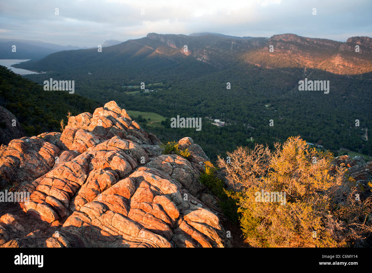 Boronia hi-res stock photography and images - Alamy