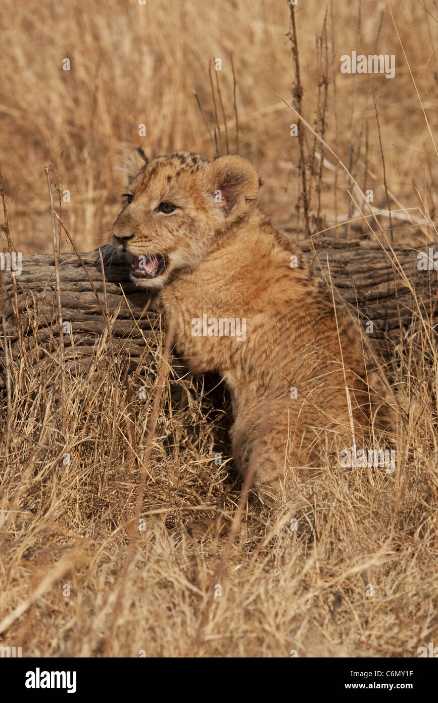 Tree climbing lion hi-res stock photography and images - Alamy