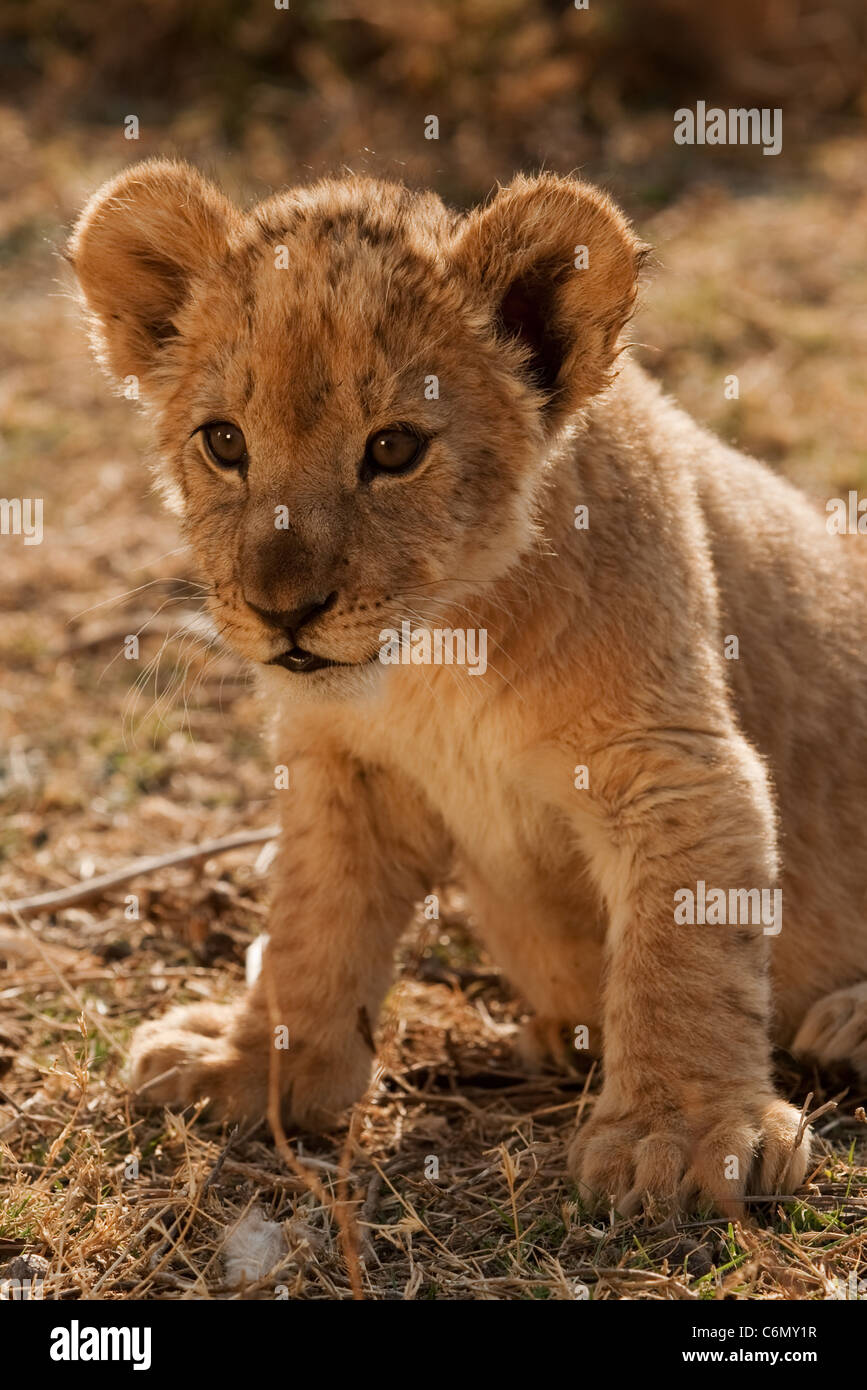 Lion Education High Resolution Stock Photography and Images - Alamy