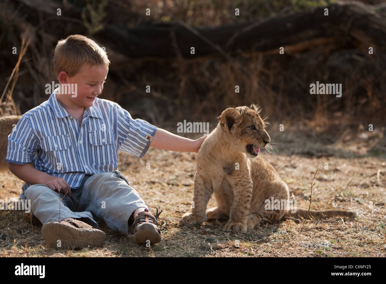 Young boy petting lion cub Stock Photo - Alamy