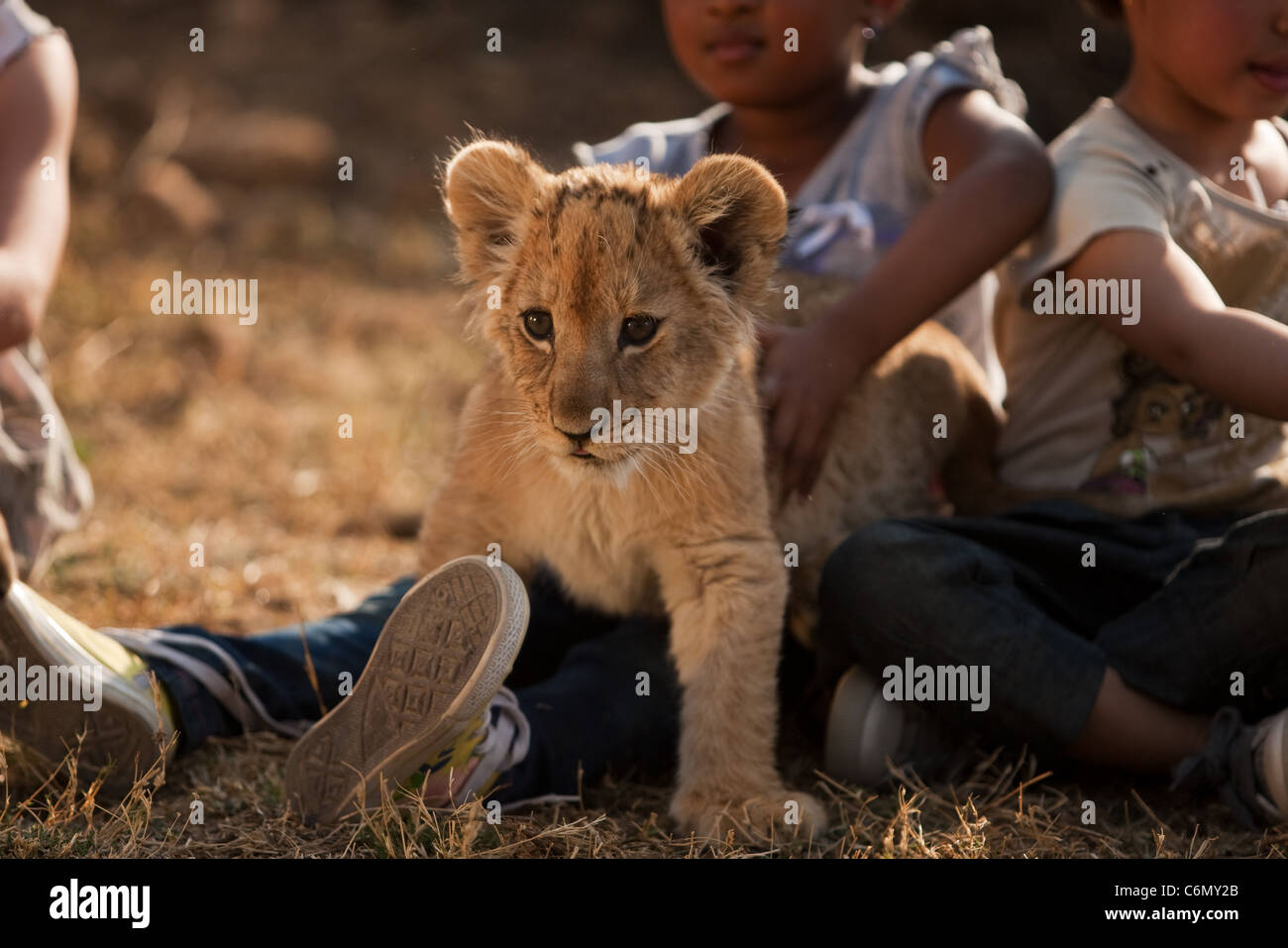 Baby Lion Cubs Stock Photos & Baby Lion Cubs Stock Images - Alamy