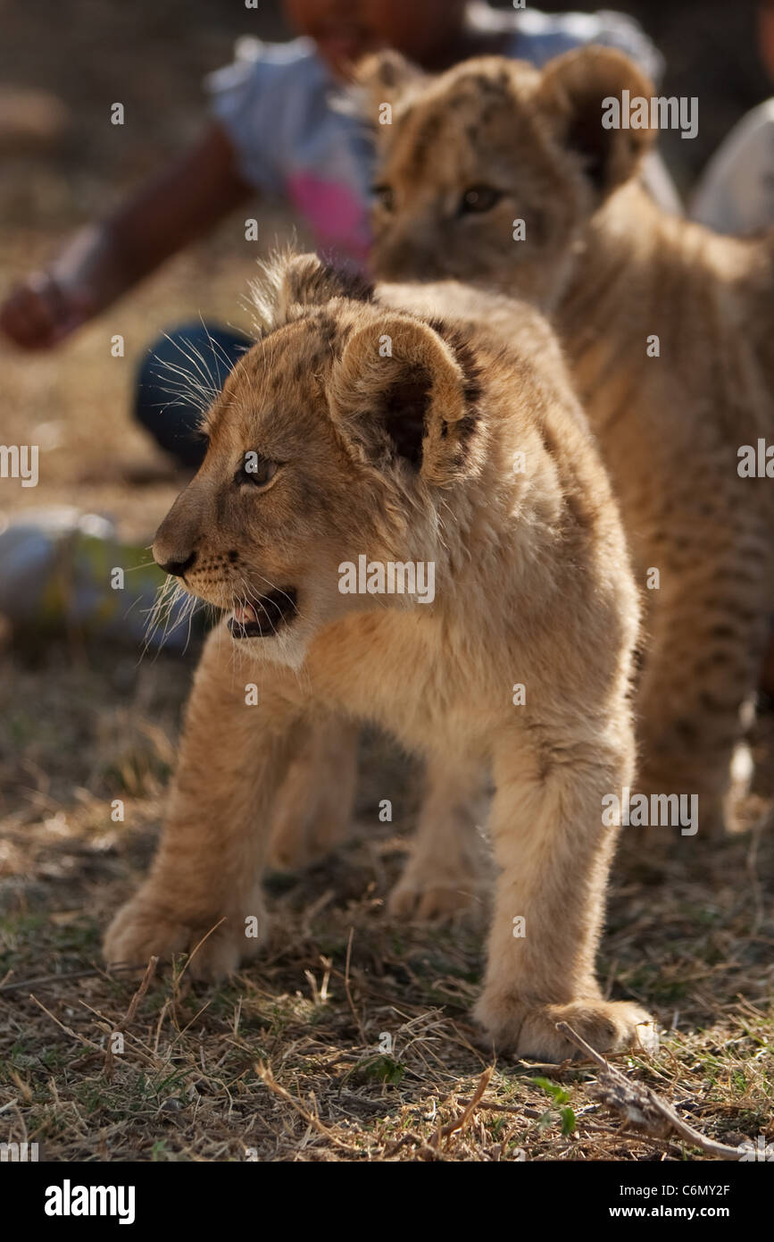 Young children with lion cubs Stock Photo - Alamy