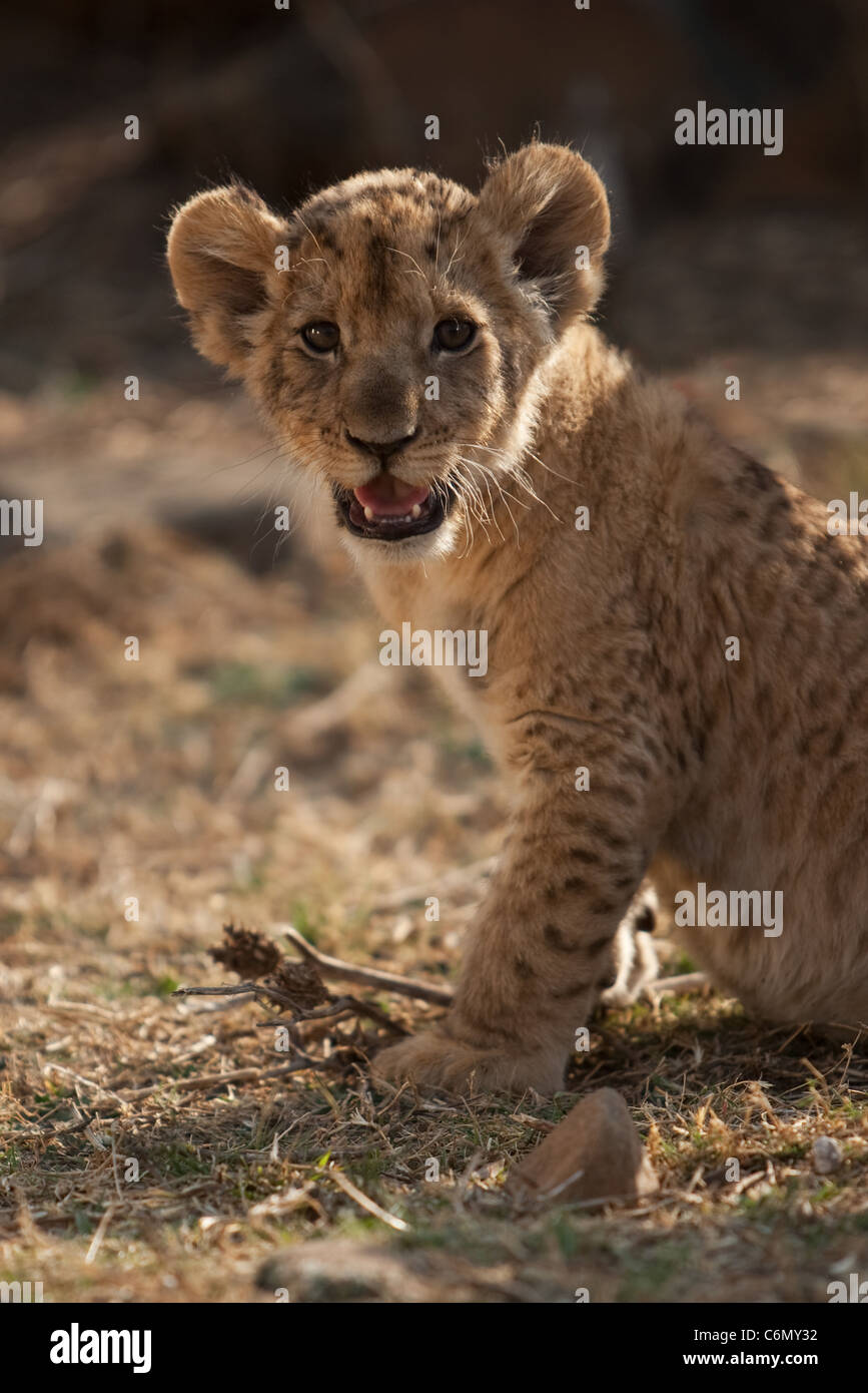 Lion cub portrait Stock Photo - Alamy