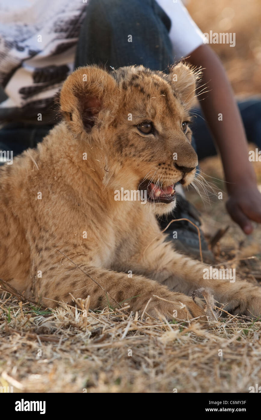 Young child with lion cub Stock Photo - Alamy