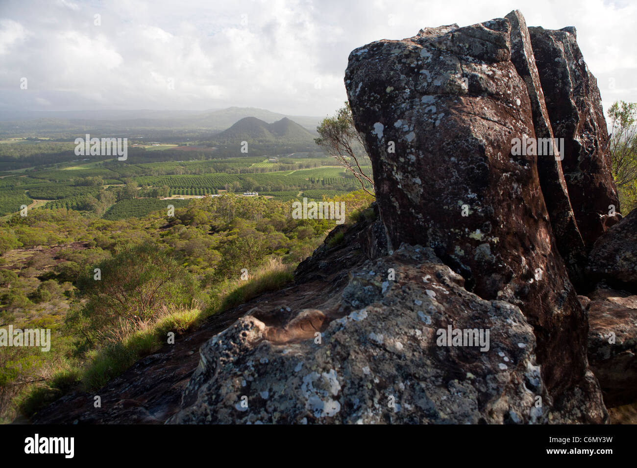 Macadamia fields hi-res stock photography and images - Alamy