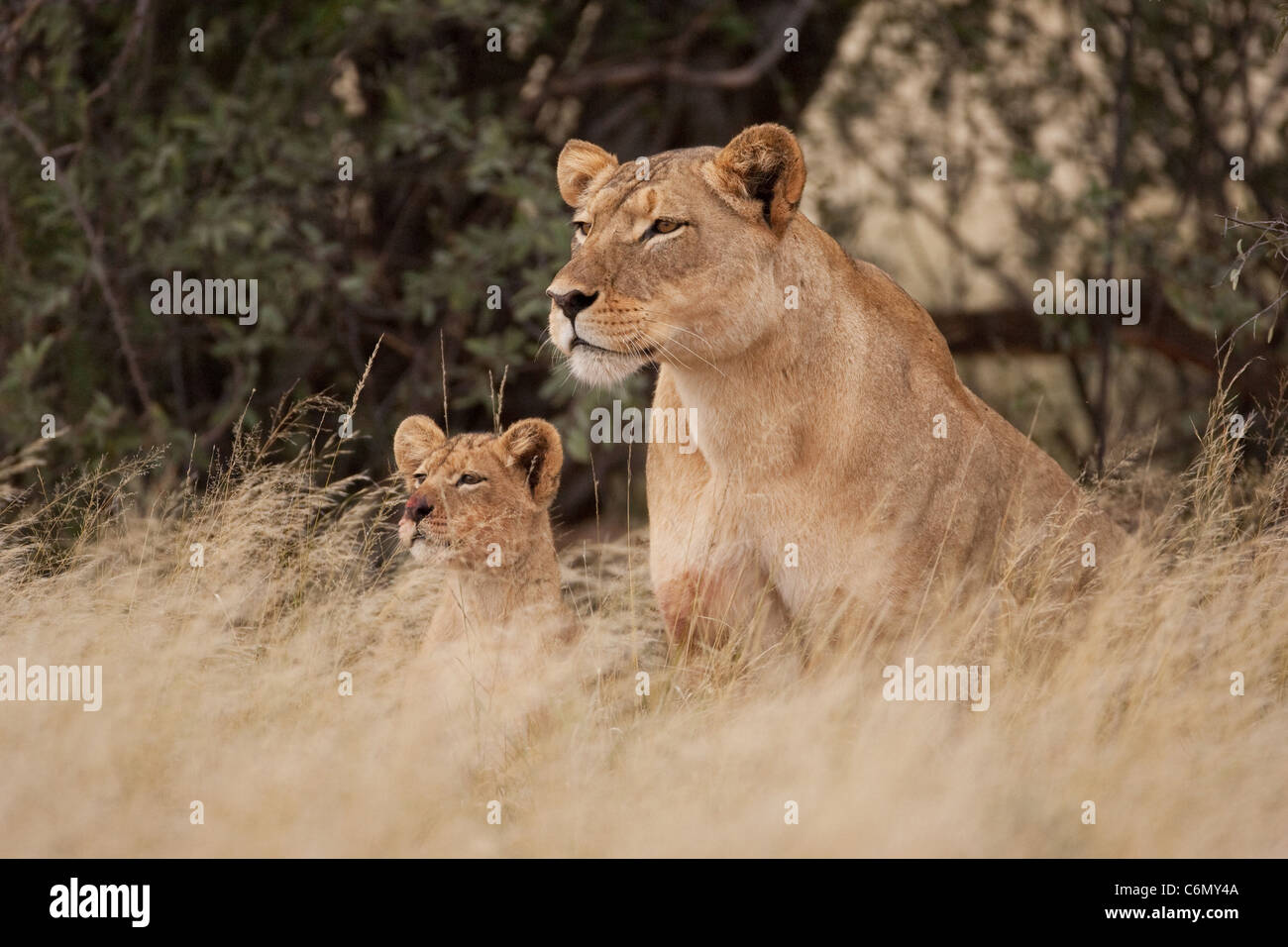 Lioness and cub hi-res stock photography and images - Alamy