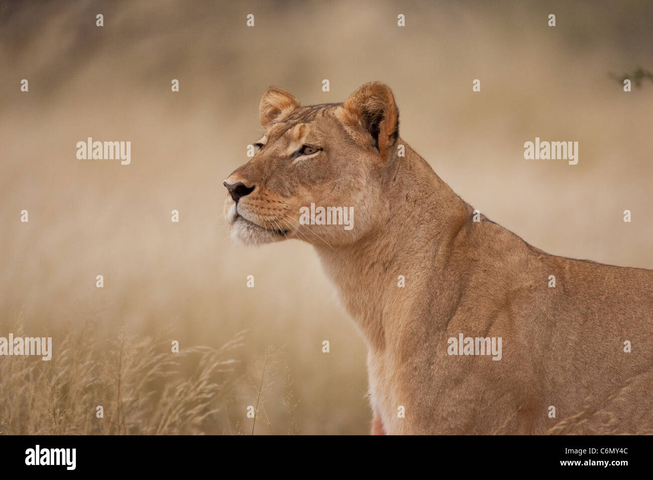Lioness looking alert Stock Photo - Alamy