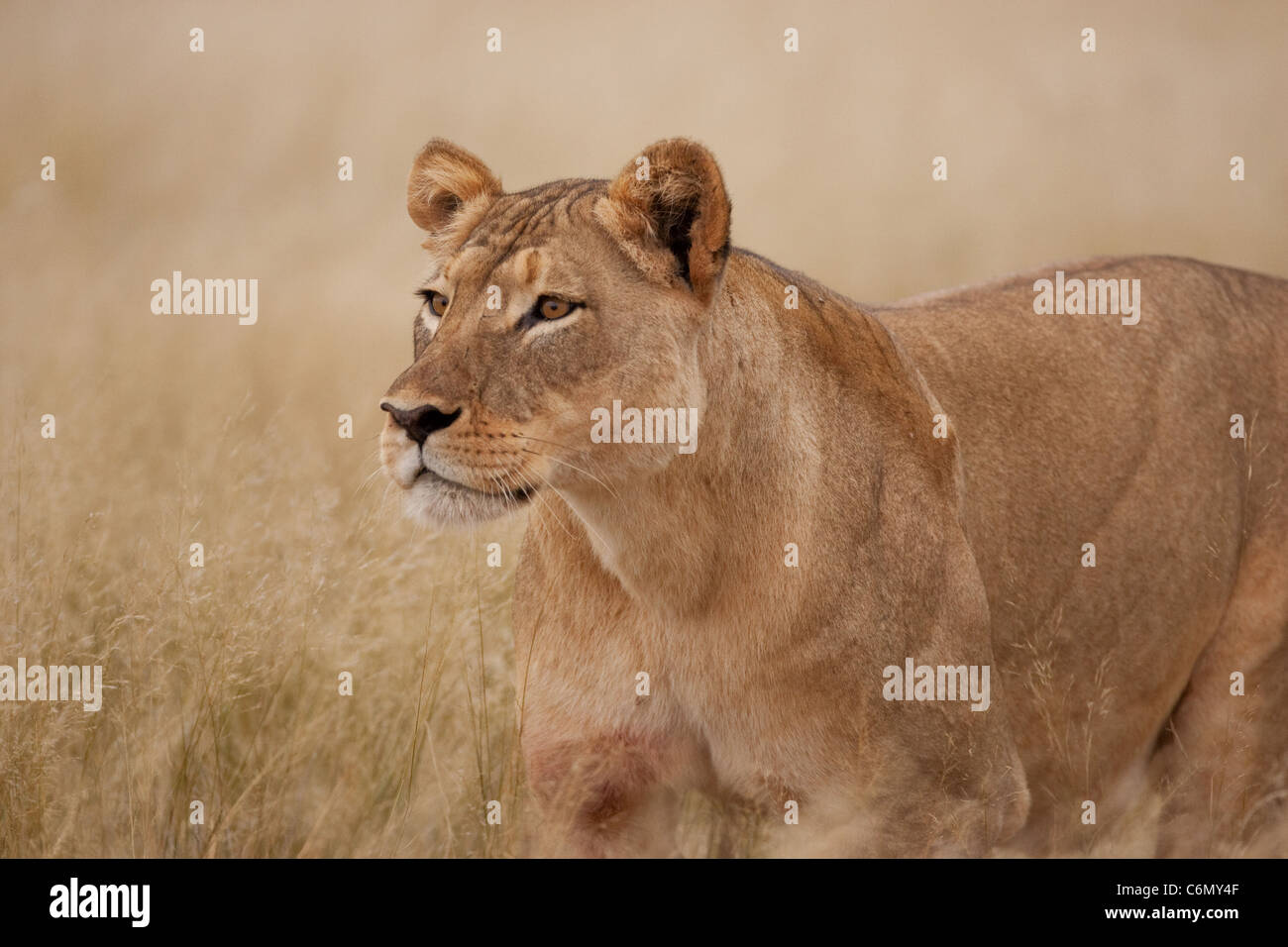 Looking and alert hi-res stock photography and images - Alamy