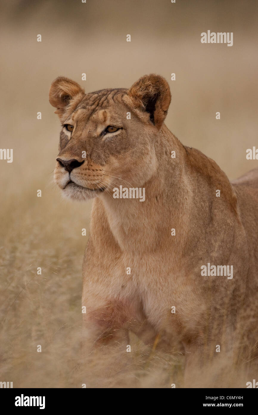 Lioness looking alert Stock Photo - Alamy