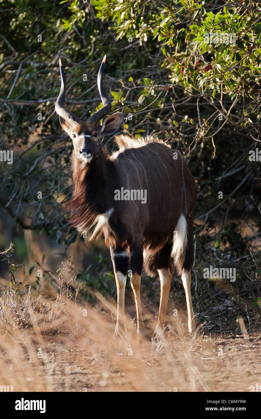 Nyala antelope buck hi-res stock photography and images - Alamy