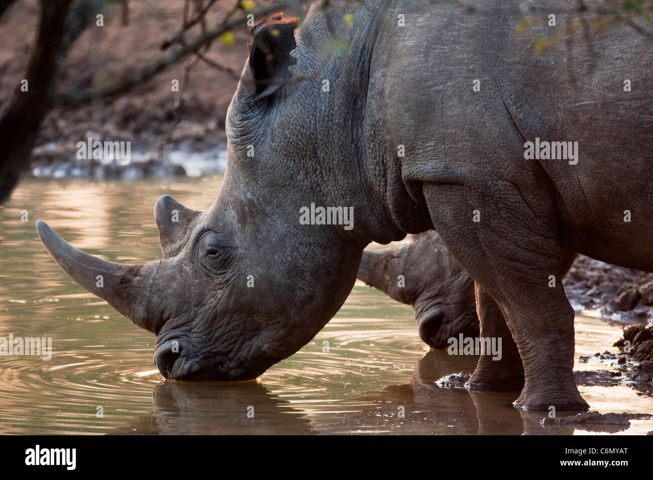 Pair of white rhino drinking at waterhole Stock Photo - Alamy