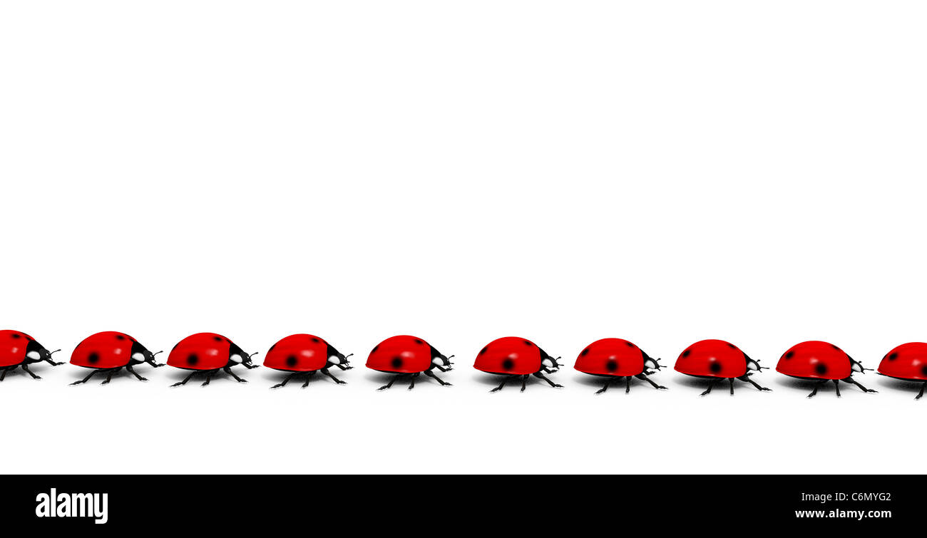 Ladybugs walk in a row Stock Photo - Alamy