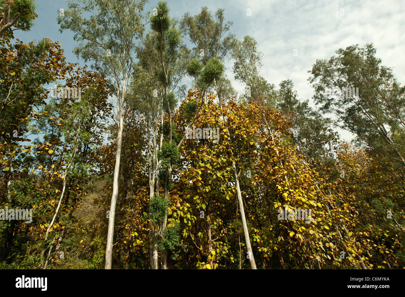 Afforestation hi-res stock photography and images - Alamy