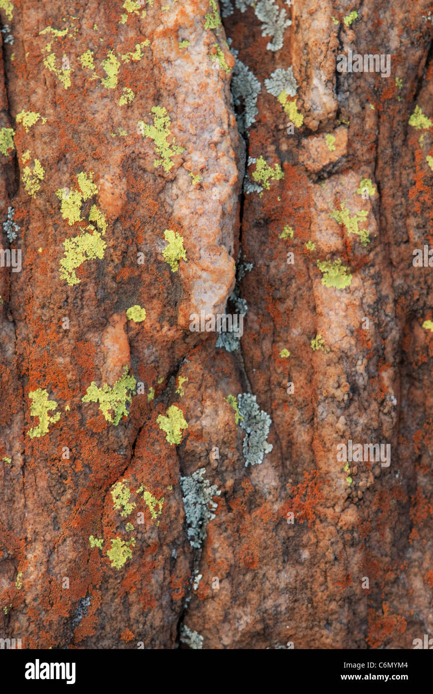 Lichen on rocks Stock Photo - Alamy