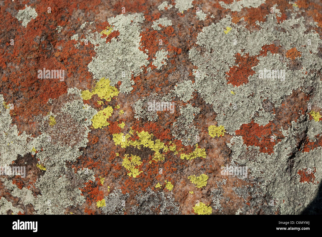 Lichen on rocks Stock Photo - Alamy