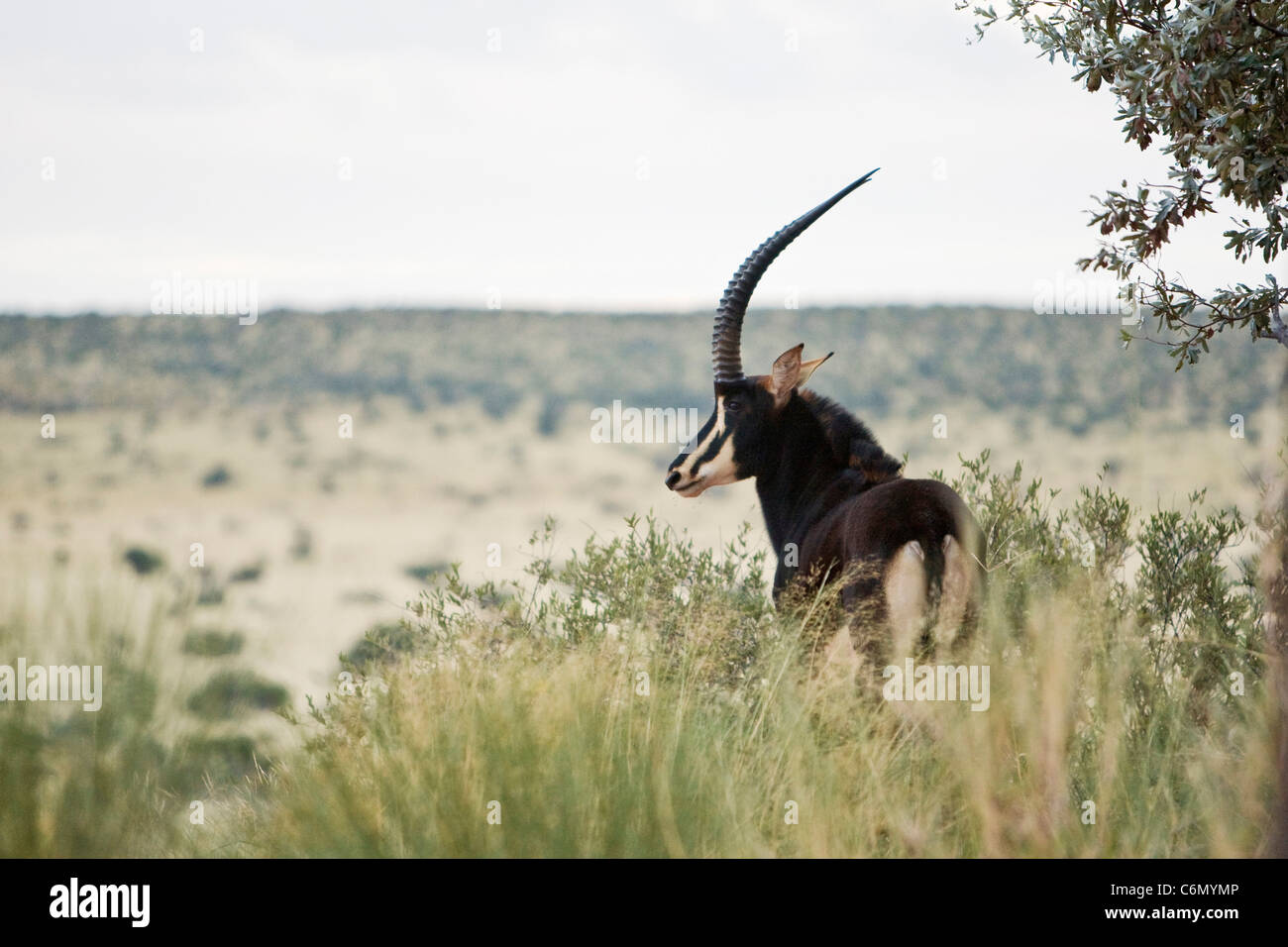 Sable antelope hi-res stock photography and images - Alamy