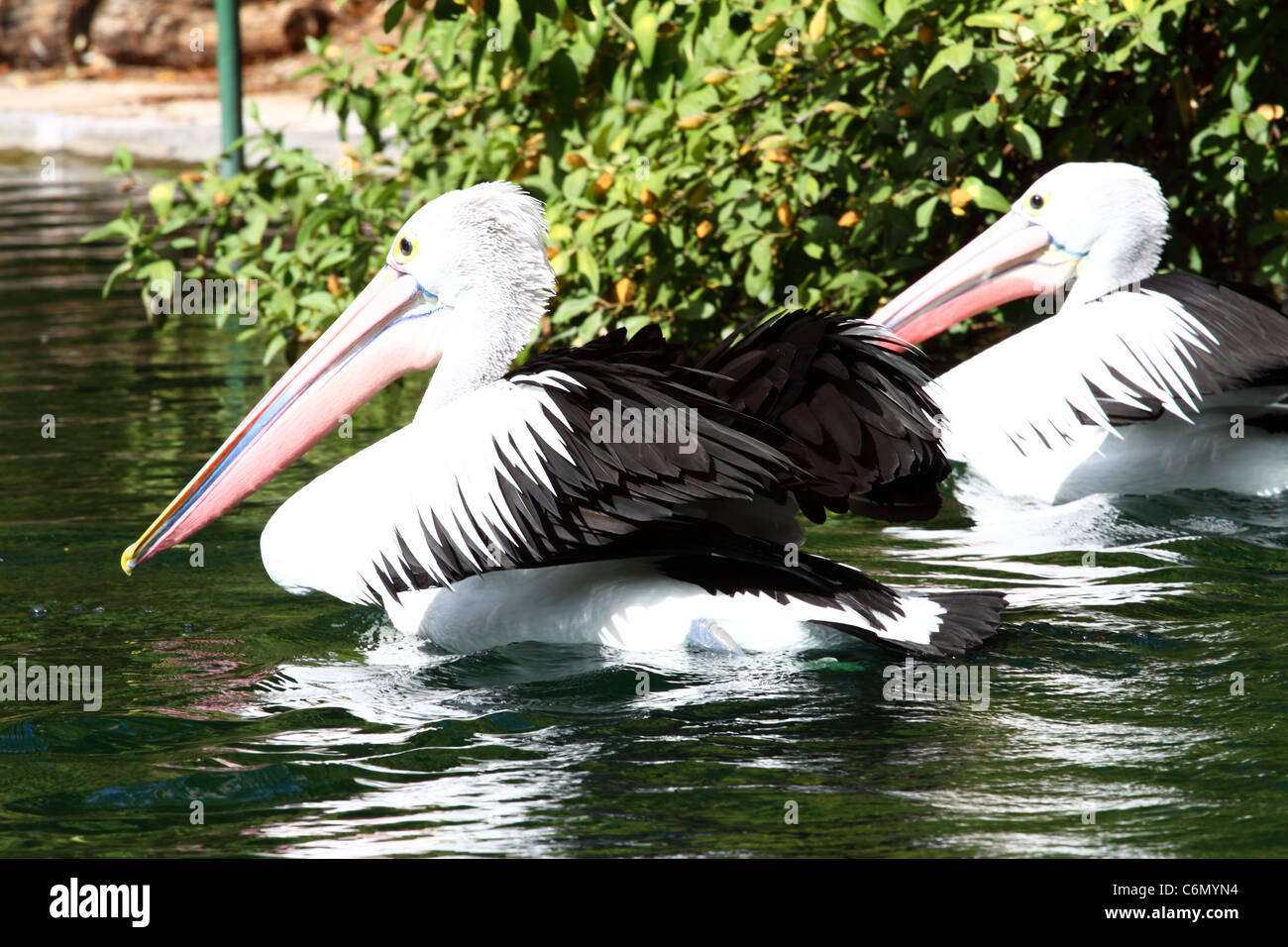 Australian pelican has a rest in the Perth Zoo Stock Photo - Alamy