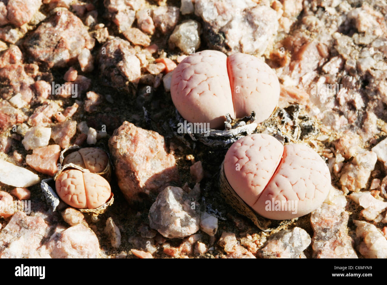 Lithops growing hi-res stock photography and images - Alamy
