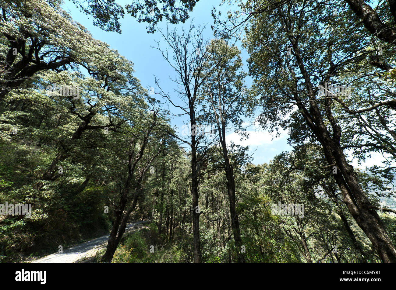 Shadowy roads under trees at Chakrata-Uttarakhand India Stock Photo - Alamy