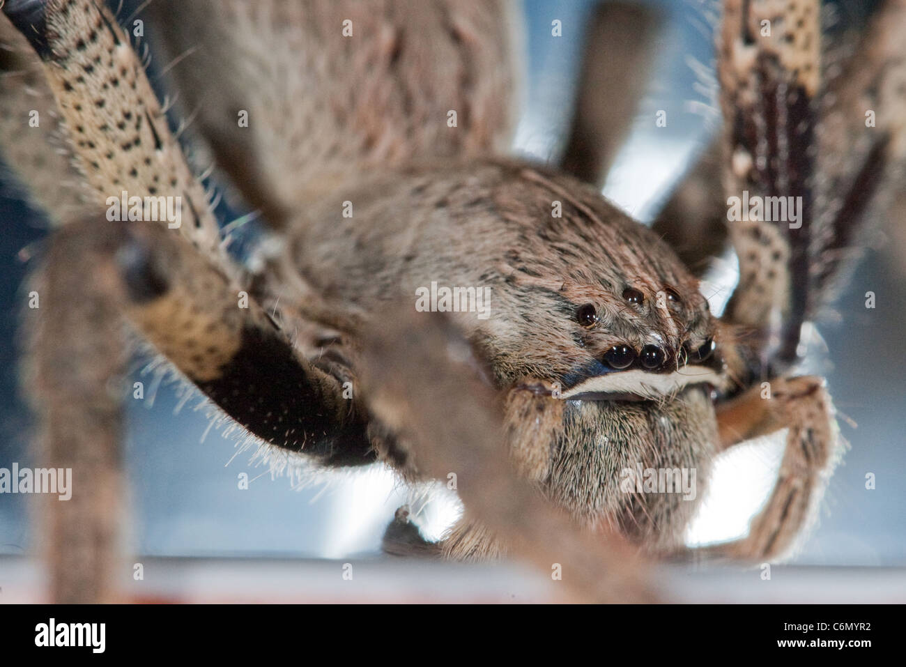 Rain spider africa hi-res stock photography and images - Alamy
