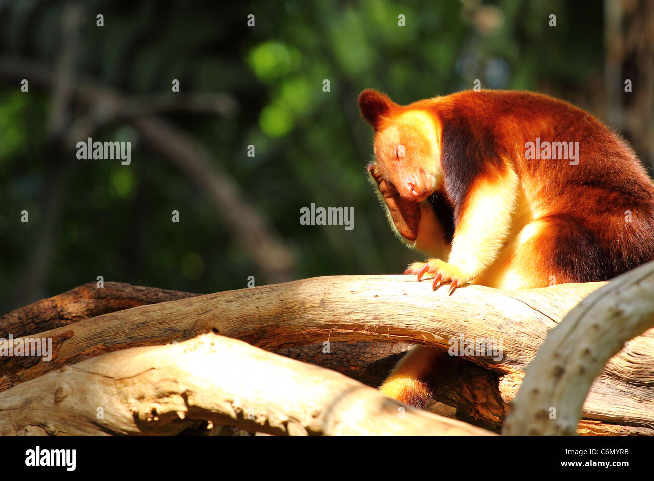 Kangaroo in Australia Stock Photo - Alamy