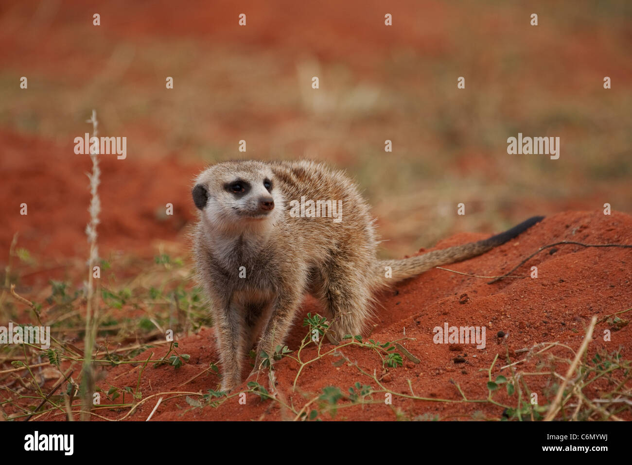 Meerkat hi-res stock photography and images - Alamy
