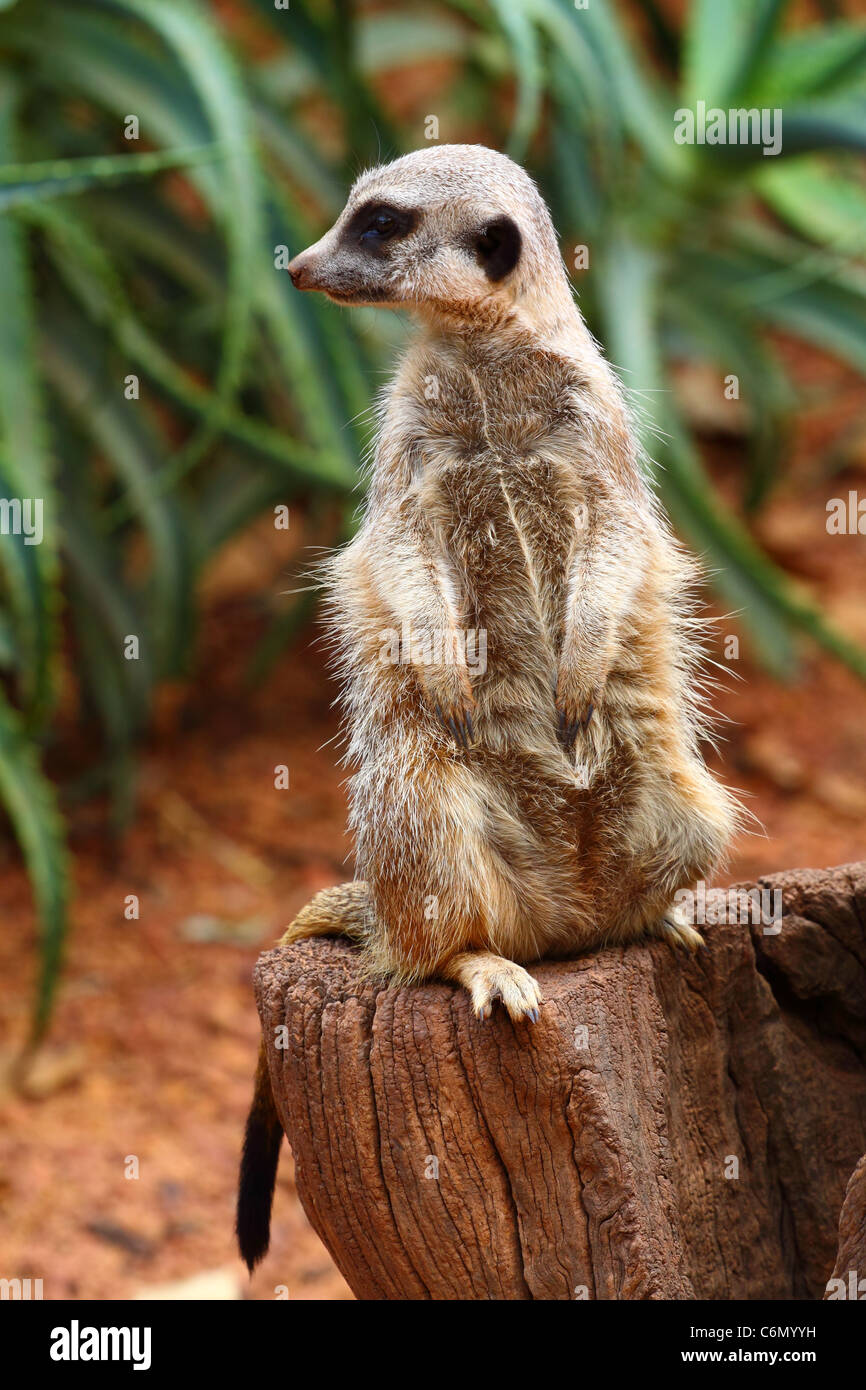 Australian meerkat hi-res stock photography and images - Alamy
