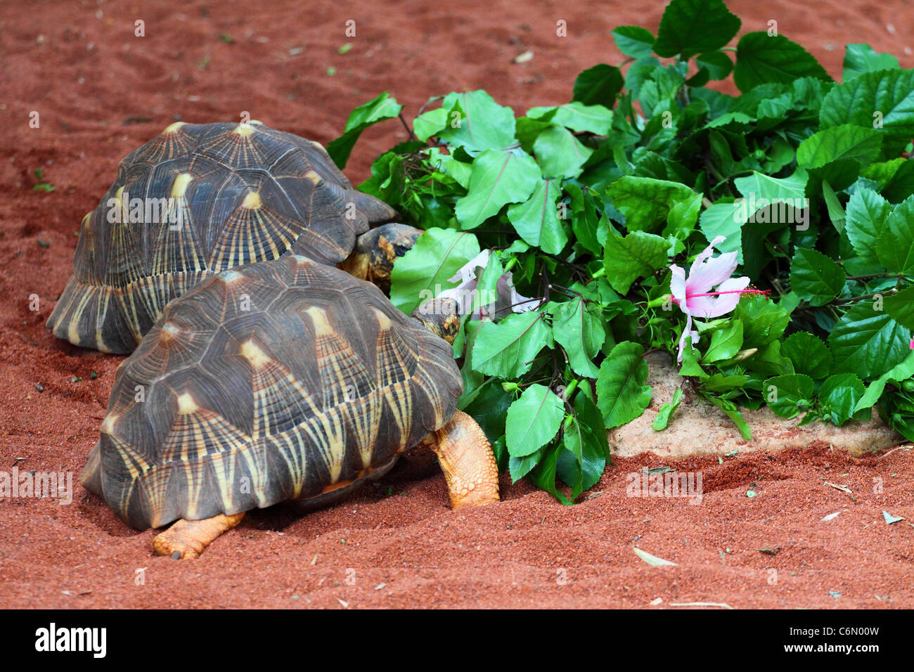 Snapping turtle beak hi-res stock photography and images - Alamy