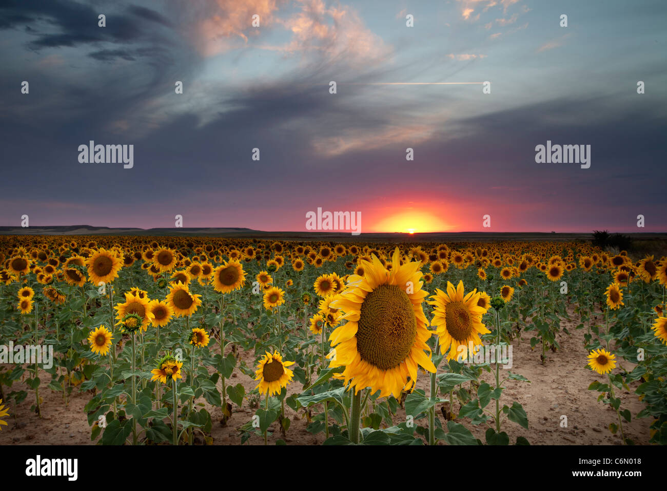 Eden field hi-res stock photography and images - Alamy