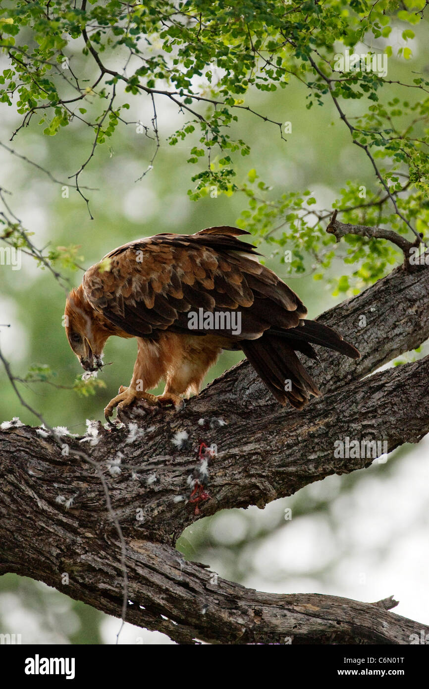 Ripping up hi-res stock photography and images - Alamy