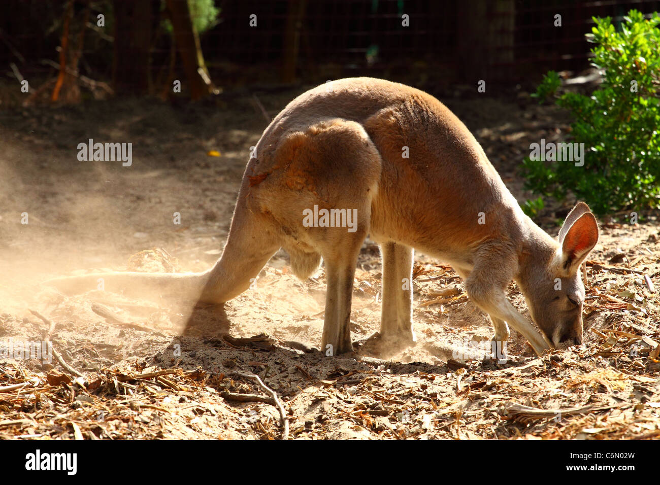 Tree kangaroo about to jump in tree hi-res stock photography and images ...