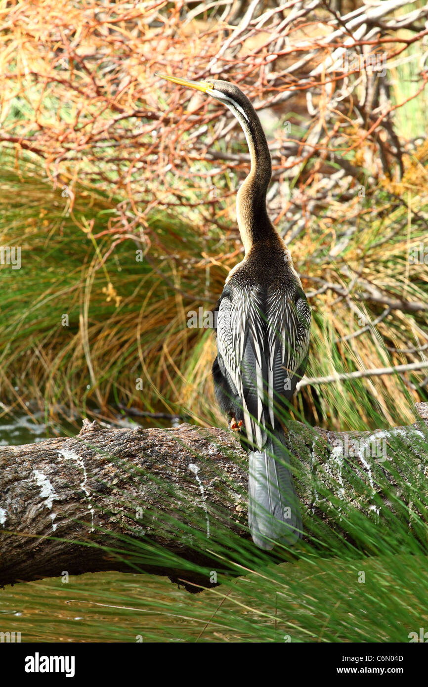 Australian water bird with orange beak hi-res stock photography and ...