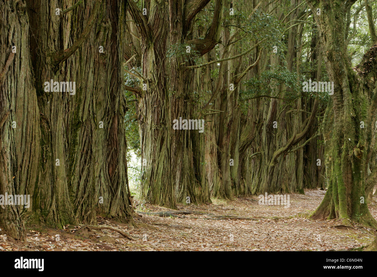 Shades of trunks hi-res stock photography and images - Alamy
