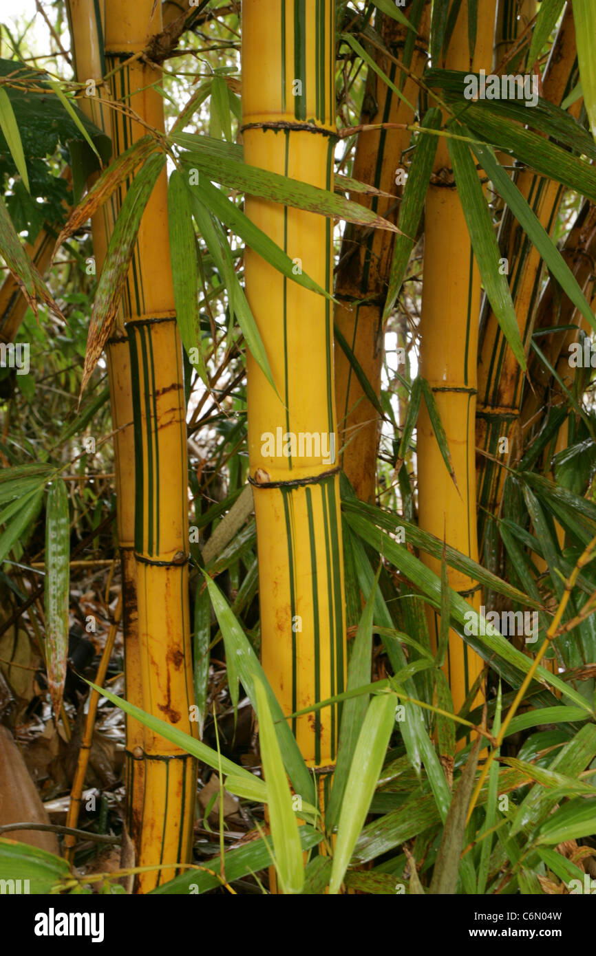 African bamboo hi-res stock photography and images - Alamy