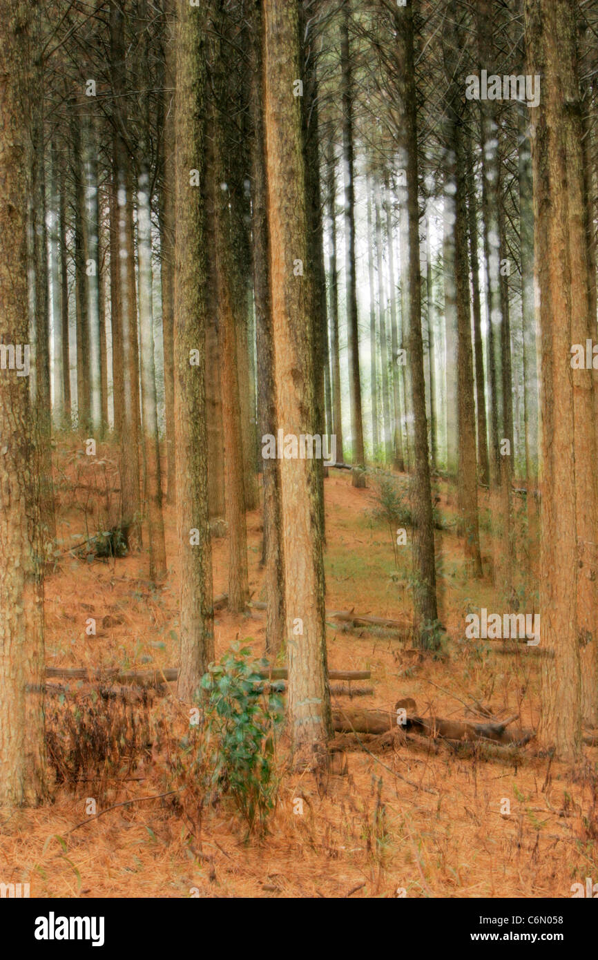 Rows of pine tree hi-res stock photography and images - Alamy