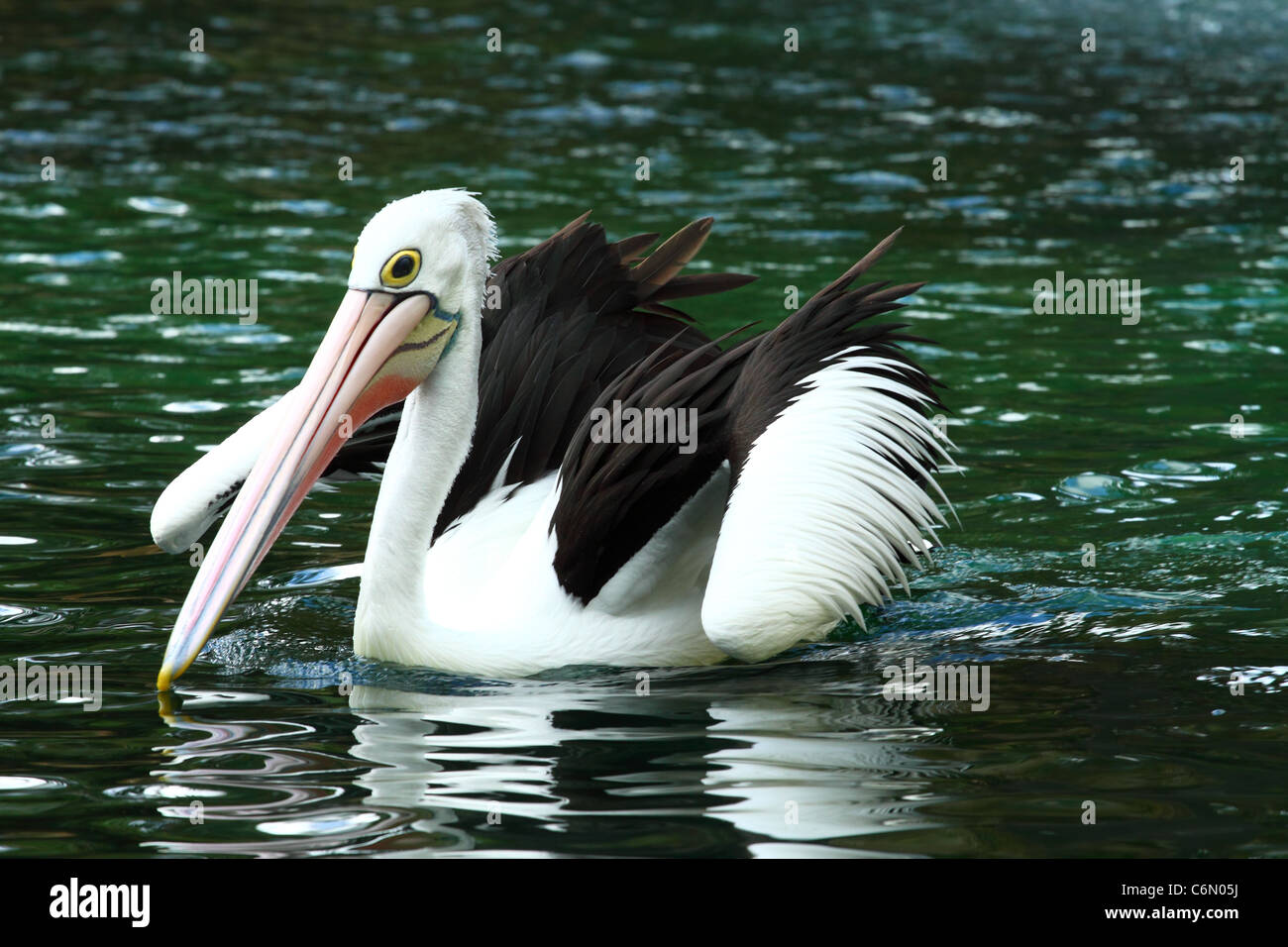 Australian pelican has a rest in the Perth Zoo Stock Photo - Alamy