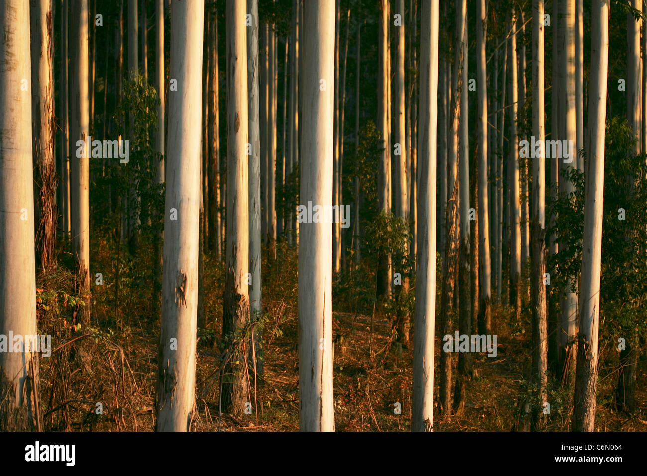 Eucalyptus plantation africa hi-res stock photography and images - Alamy