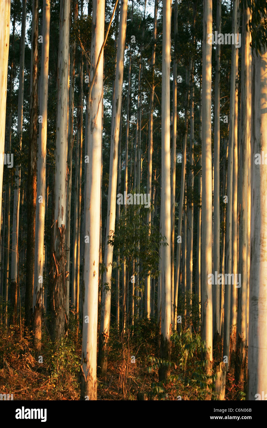 Eucalyptus plantation africa hi-res stock photography and images - Alamy
