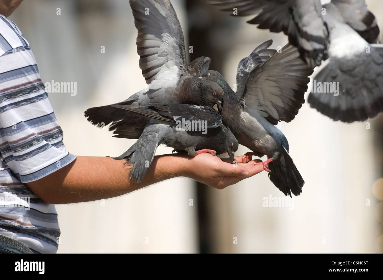 A tourist feeding the pigeons in Piazza San Marco (known in English as ...