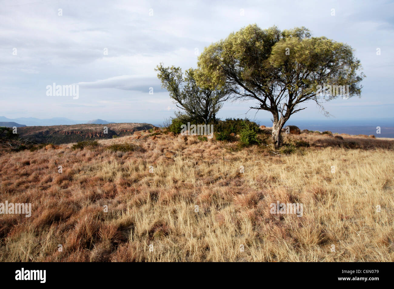 Very few trees hi-res stock photography and images - Alamy