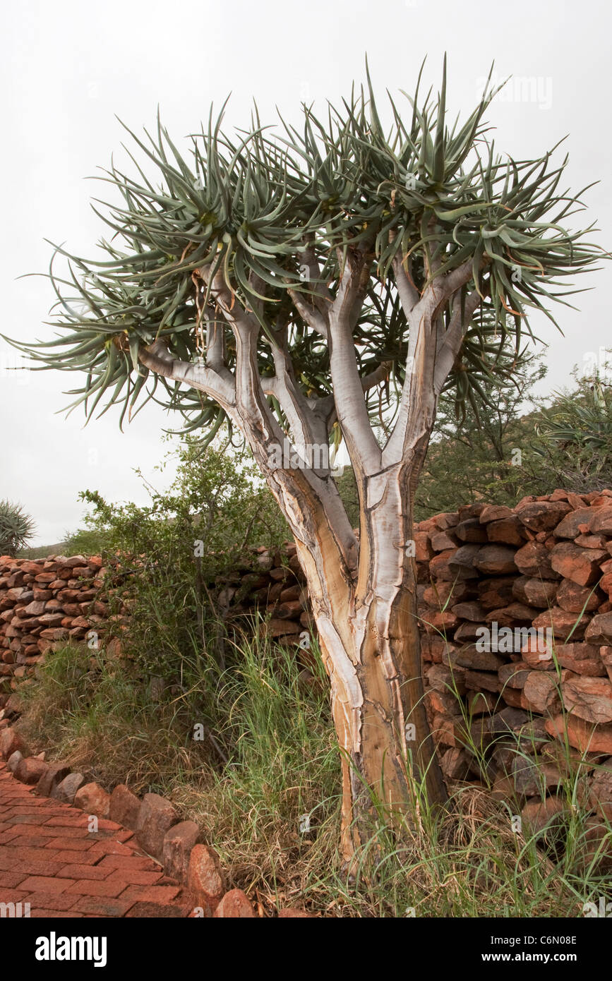Quiver tree hi-res stock photography and images - Alamy