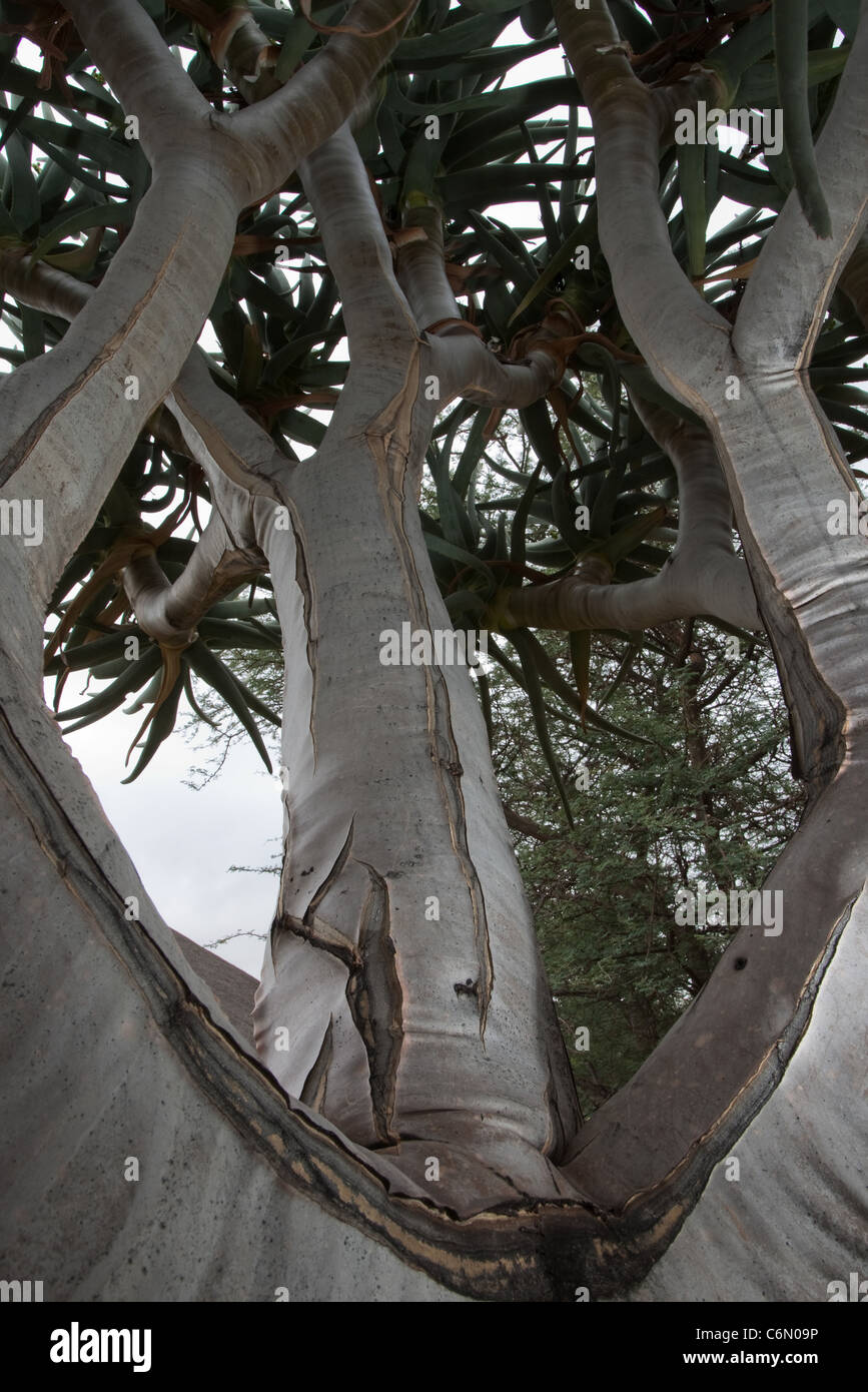 Quiver Tree Stock Photos & Quiver Tree Stock Images - Alamy