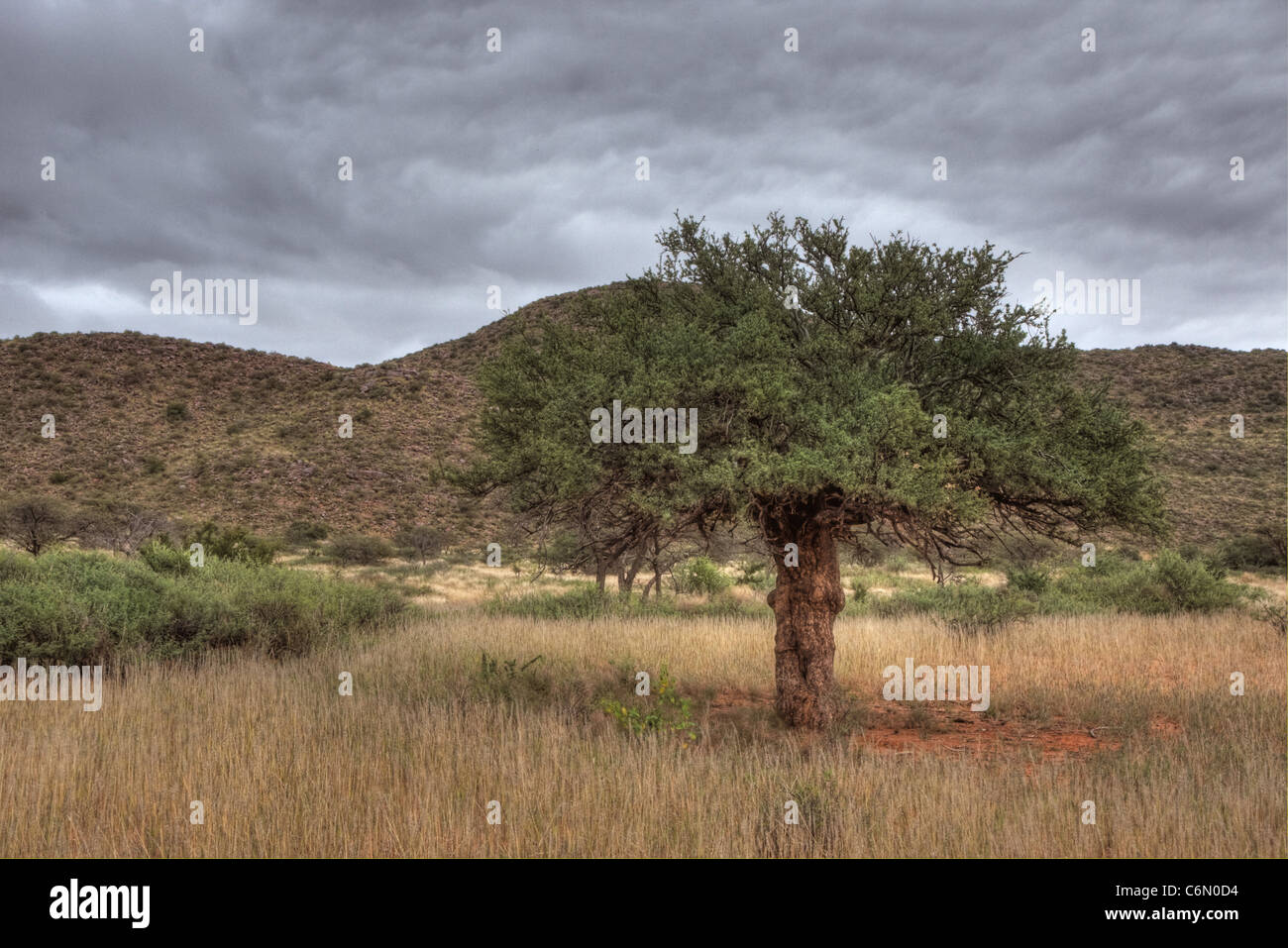 Shepherds tree hi-res stock photography and images - Alamy