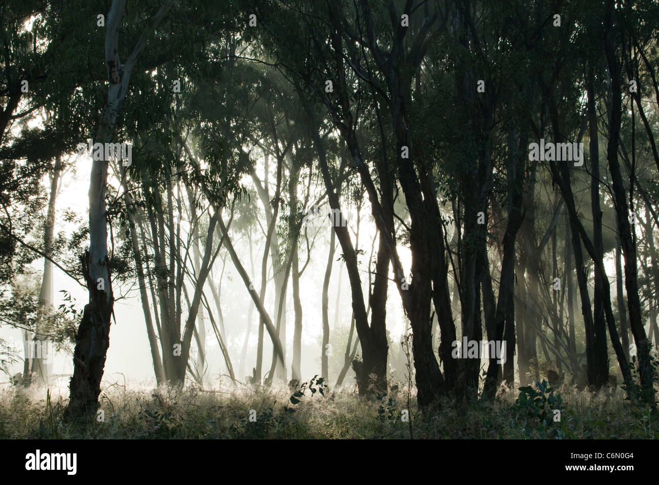 African early morning light hi-res stock photography and images - Alamy
