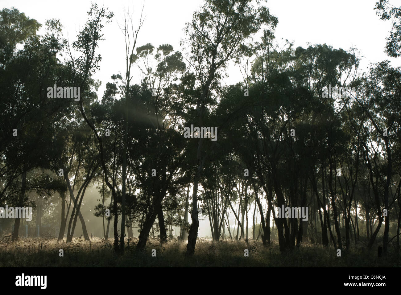 Early morning light through the mist and trees Stock Photo - Alamy