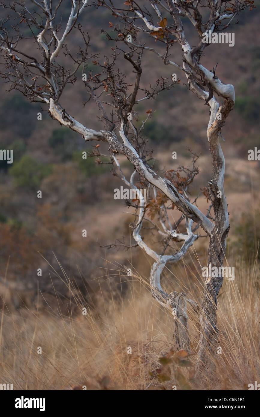 Dead tree and dry grass Stock Photo - Alamy