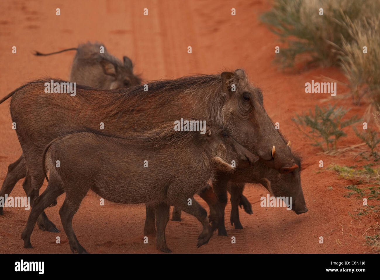 Warthog family crossing red sand road Stock Photo - Alamy