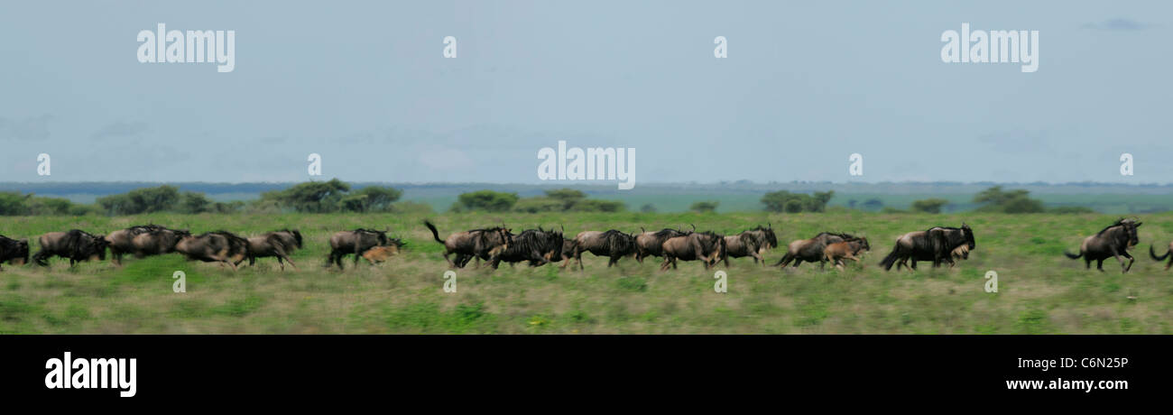 Stampeding hi-res stock photography and images - Alamy