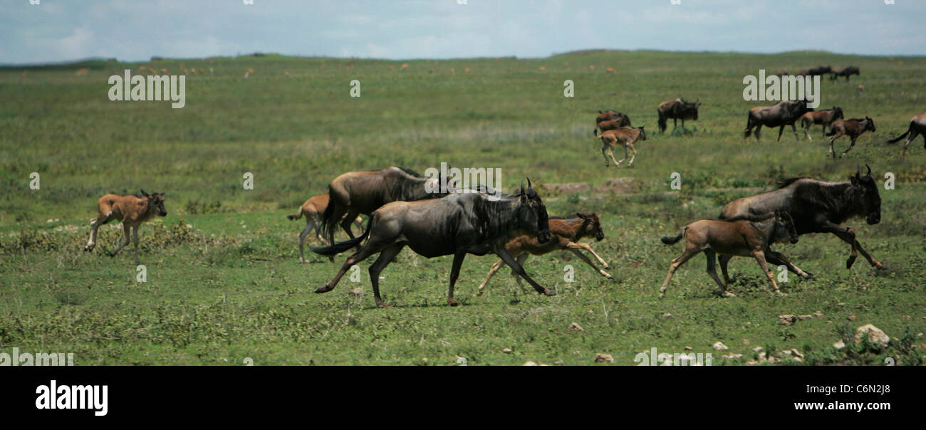 Stampeding hi-res stock photography and images - Alamy